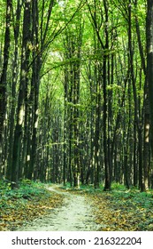 Nechar Road Sunny Stock Photo 1269453364 | Shutterstock
