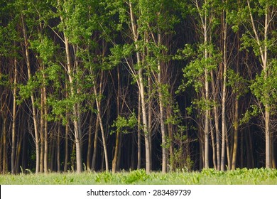 6,561 Dark forest edge Images, Stock Photos & Vectors | Shutterstock