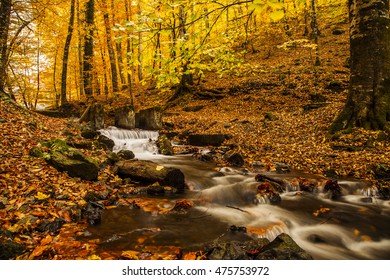 Forest Stock Photo 475753972 | Shutterstock
