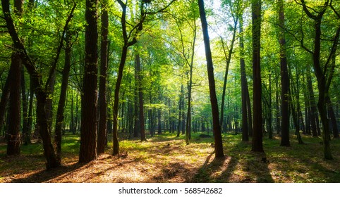 423,098 Lush forest landscape Images, Stock Photos & Vectors | Shutterstock