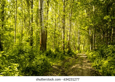 2,494,128 Forest tree sun Images, Stock Photos & Vectors | Shutterstock