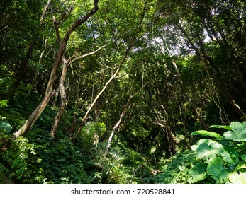 Dryobalanops Aromatica Camphor Tree Crown Shyness Stock Photo (Edit Now ...