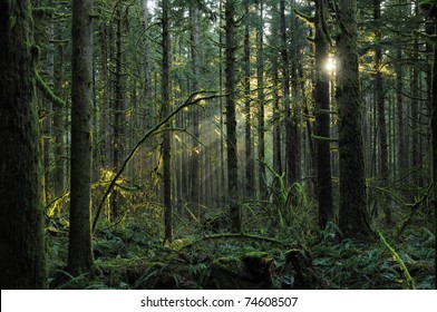 33,337 Vancouver forests Images, Stock Photos & Vectors | Shutterstock