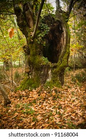 Amazing Root System Redwood Trees Sequoia Stock Photo 656747779 ...