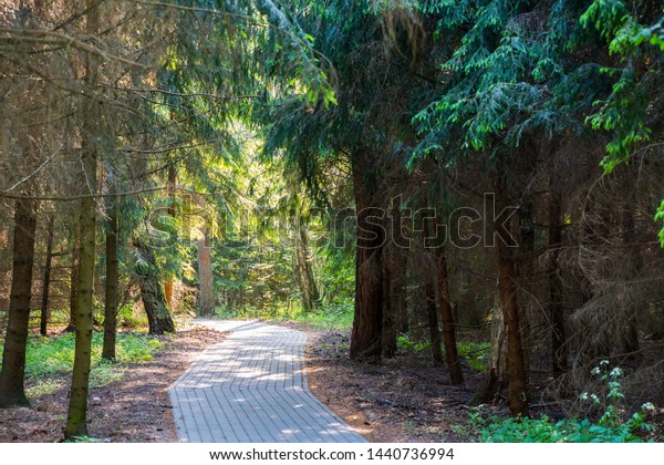 Forest Background Walking Path Pine Forest Stock Photo 1440736994 ...
