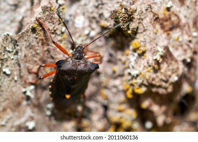 1,043 Red Legged Shield Bug Images, Stock Photos & Vectors | Shutterstock