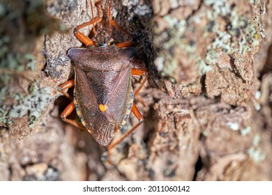 1,043 Red Legged Shield Bug Images, Stock Photos & Vectors | Shutterstock