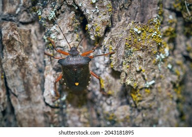 1,043 Red Legged Shield Bug Images, Stock Photos & Vectors | Shutterstock