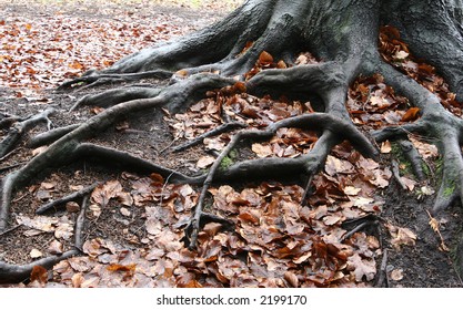 69,848 Tree root closeup Images, Stock Photos & Vectors | Shutterstock