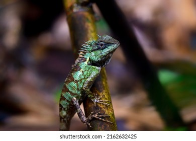 10,319 Lizard With Crest Images, Stock Photos & Vectors | Shutterstock