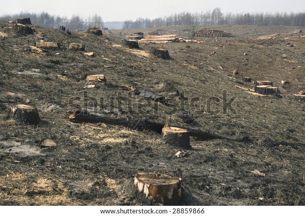Forest Cut Down Stock Photo (Edit Now) 28859866