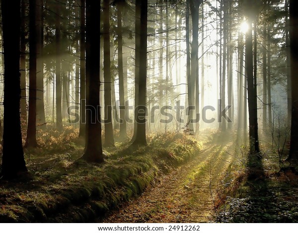 Forest Dusk Stock Photo (Edit Now) 24912262