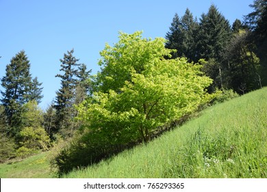 76,392 Forest edge background Images, Stock Photos & Vectors | Shutterstock
