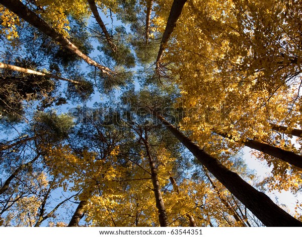 Forest Fall Trees Bottom View Stock Photo 63544351 | Shutterstock