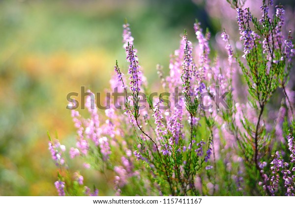Forest Heather Closeup Stock Photo (Edit Now) 1157411167