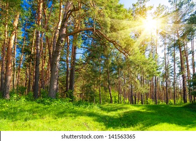 183,530 Light through forest Images, Stock Photos & Vectors | Shutterstock