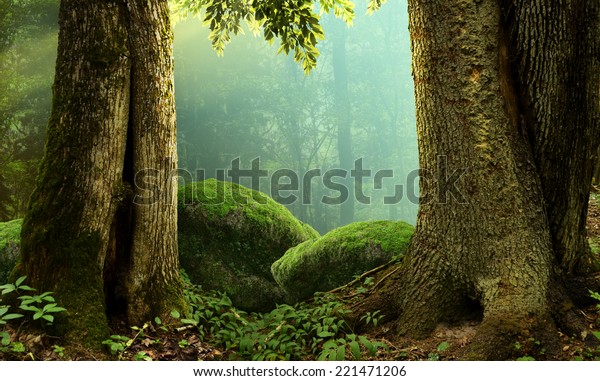 오래된 거대한 나무와 으스대는 돌이 있는 스톡 사진 221471206 | Shutterstock