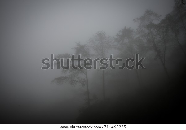 Forest Myst Stock Photo 711465235 | Shutterstock
