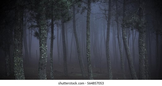329,628 Forest tree night Images, Stock Photos & Vectors | Shutterstock
