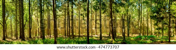 Vue panoramique sur la forêt : photo de stock (modifiable) 474773707