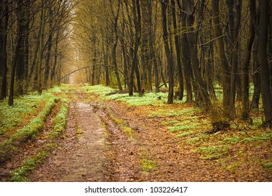 11,921 Forest Path Twigs Images, Stock Photos & Vectors | Shutterstock