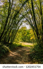 9 Forest Forrest Woods Dark Trail Arch Arched Images, Stock Photos ...