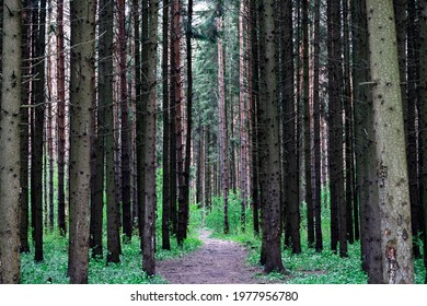 2,642 Walkway going into forest Images, Stock Photos & Vectors ...