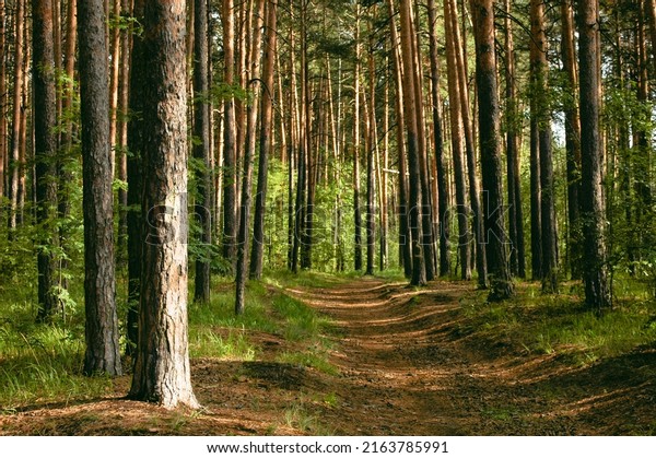 1,830 Thicket Dense Vegetation Images, Stock Photos & Vectors ...