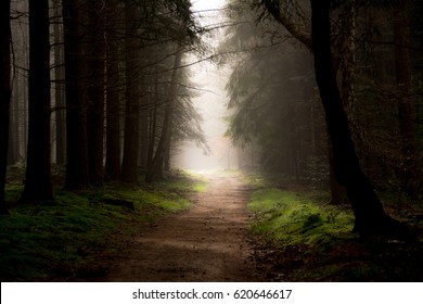 Foggy Sherwood Sun Trough Trees Path Stock Photo (Edit Now) 741354793