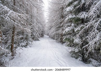 3,588 Path Through Woods Snow Images, Stock Photos & Vectors | Shutterstock