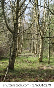 Forest Point Perspective Effect Stock Photo 1763816273 | Shutterstock