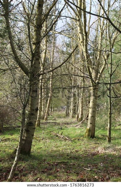 Forest Point Perspective Effect Stock Photo 1763816273 | Shutterstock