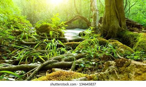 Forest River Stock Photo 134645837 | Shutterstock