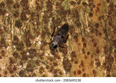 1,068 Tropical roach Images, Stock Photos & Vectors | Shutterstock