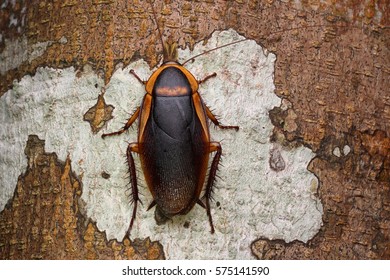 1,068 Tropical roach Images, Stock Photos & Vectors | Shutterstock
