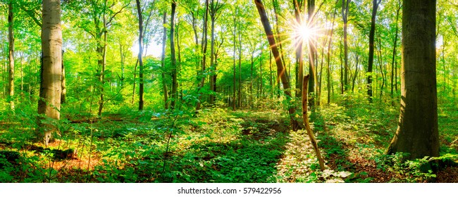 Forest Springtime Stock Photo 579422956 | Shutterstock