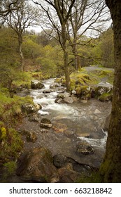 Forest Stream Running Between Trees Naked 스톡 사진 663218842 | Shutterstock