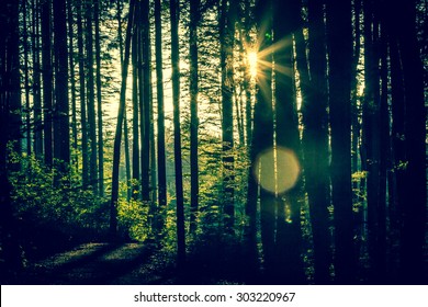 38,210 Forest backlight Images, Stock Photos & Vectors | Shutterstock