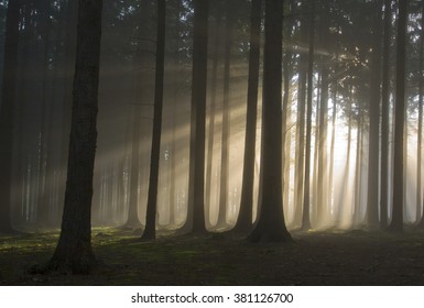 Forest Sun Rays Stock Photo 381126700 | Shutterstock