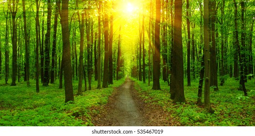Primavera en el bosque con sol Foto de stock 789391492 | Shutterstock