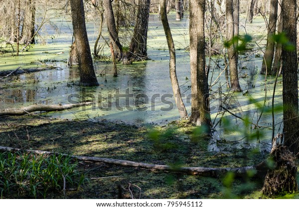 Forest Swamp Background Stock Photo 795945112 | Shutterstock