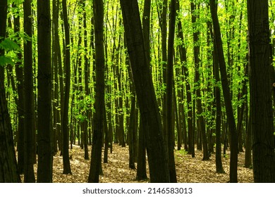 7,374 Dense thickets Images, Stock Photos & Vectors | Shutterstock