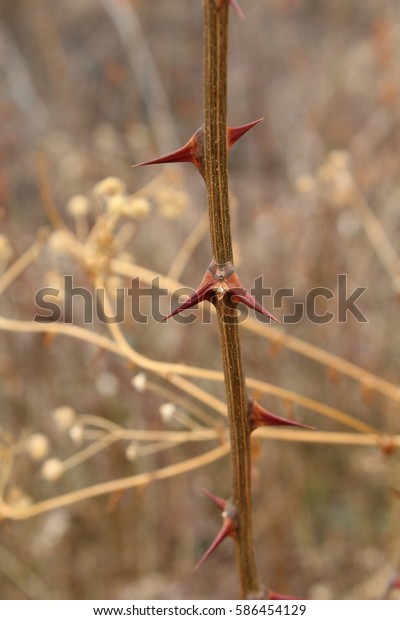 Forest Thorns Stock Photo (Edit Now) 586454129