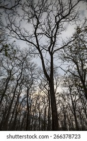 47 Eary Forest Images, Stock Photos & Vectors | Shutterstock