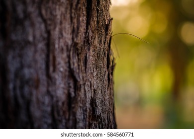 Scratch Marks On Tree Made By Stock Photo (Edit Now) 1341646436