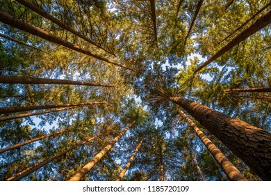 Forest Tree Canopy Stock Photo 1185720109 | Shutterstock
