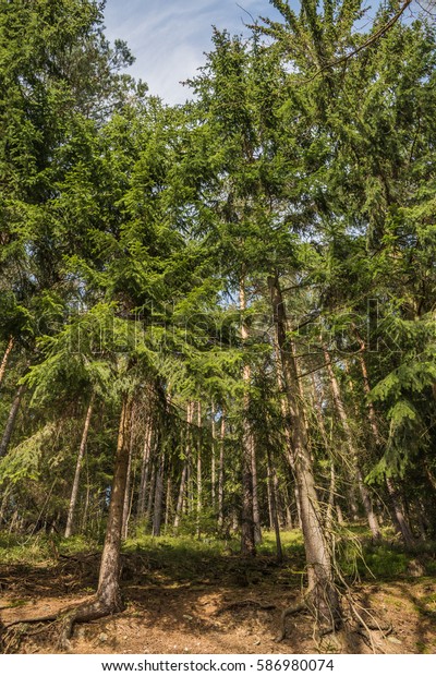 Forest Tree Roots Spring Stock Photo 586980074 | Shutterstock