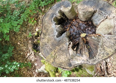 Forest Tree Stump Stock Photo 487538254 | Shutterstock