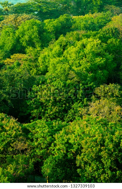 Forest Tree Top View Stock Photo 1327339103 | Shutterstock