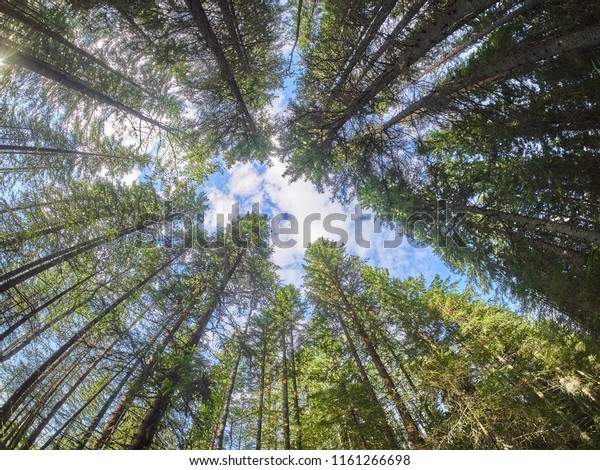Forest Trees Bottom Stock Photo 1161266698 | Shutterstock